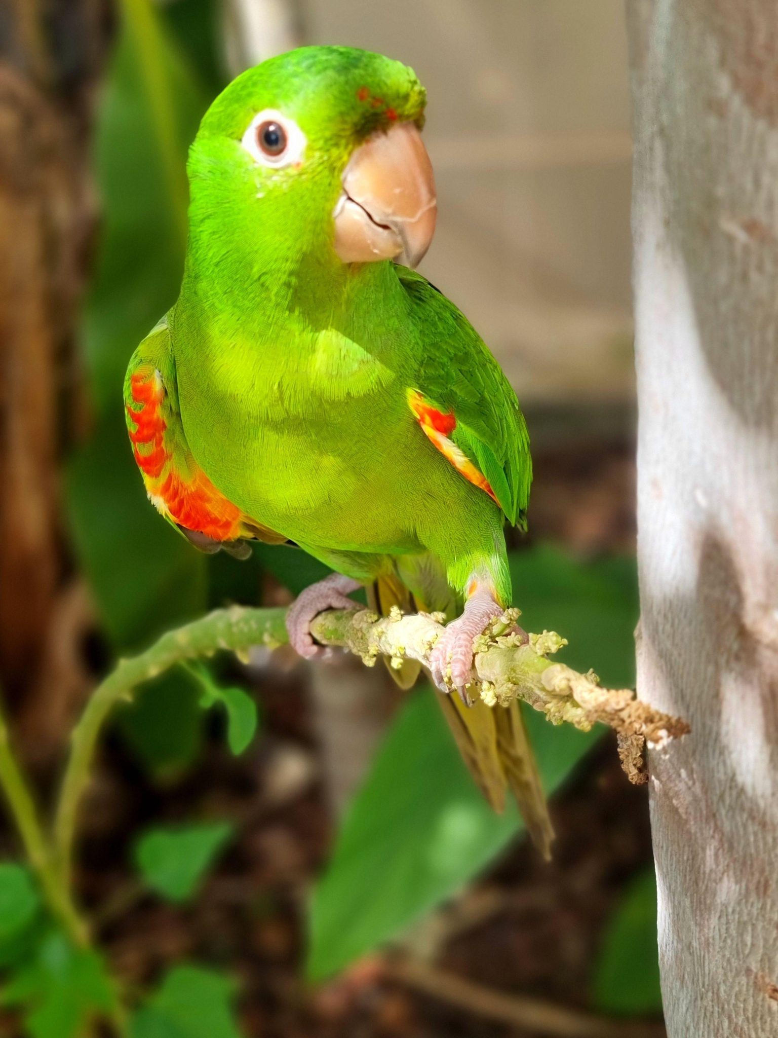 Web Star: How Kesha the Parrot Became Instagram’s Funniest Comedian ...